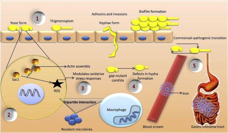 Infectious & Non-Infectious Diseases: Comprehensive Analysis